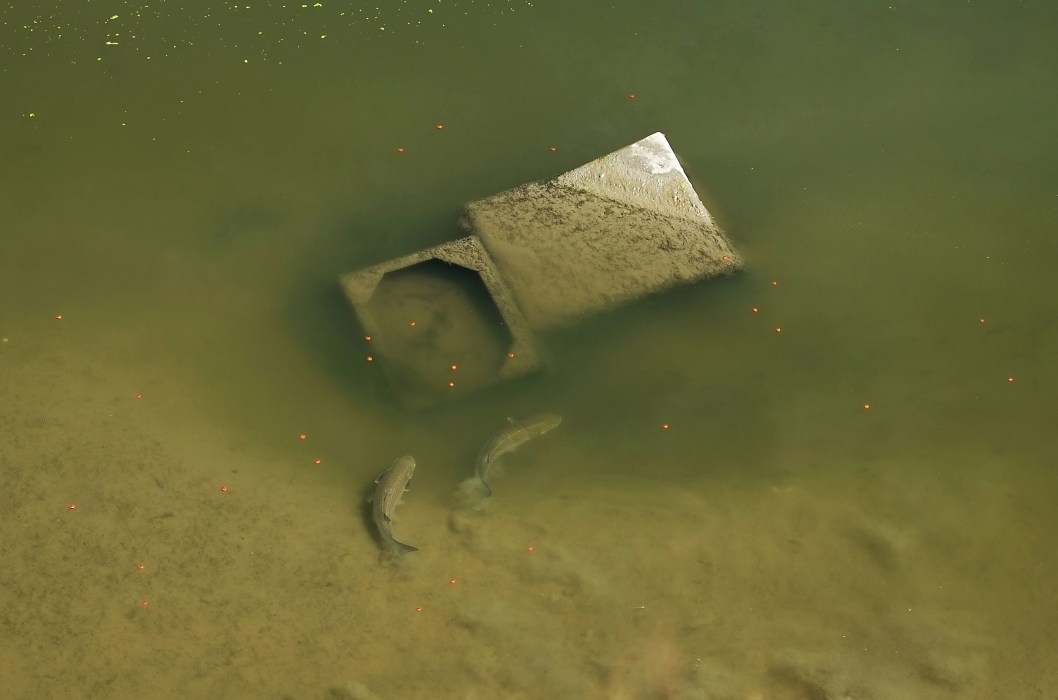 the tuesday swim... | Page 4